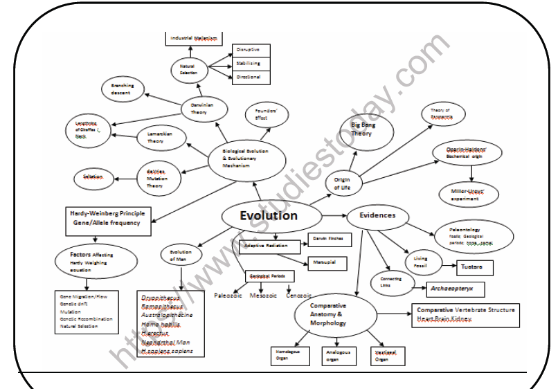 CBSE Class 12 Biology Evolution Minds Map